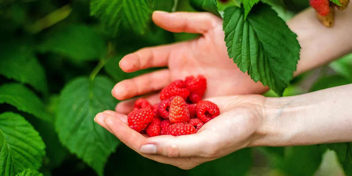 Raspberry Ketones: The Sweet Way to Weight Loss? - Health Hispanica ...