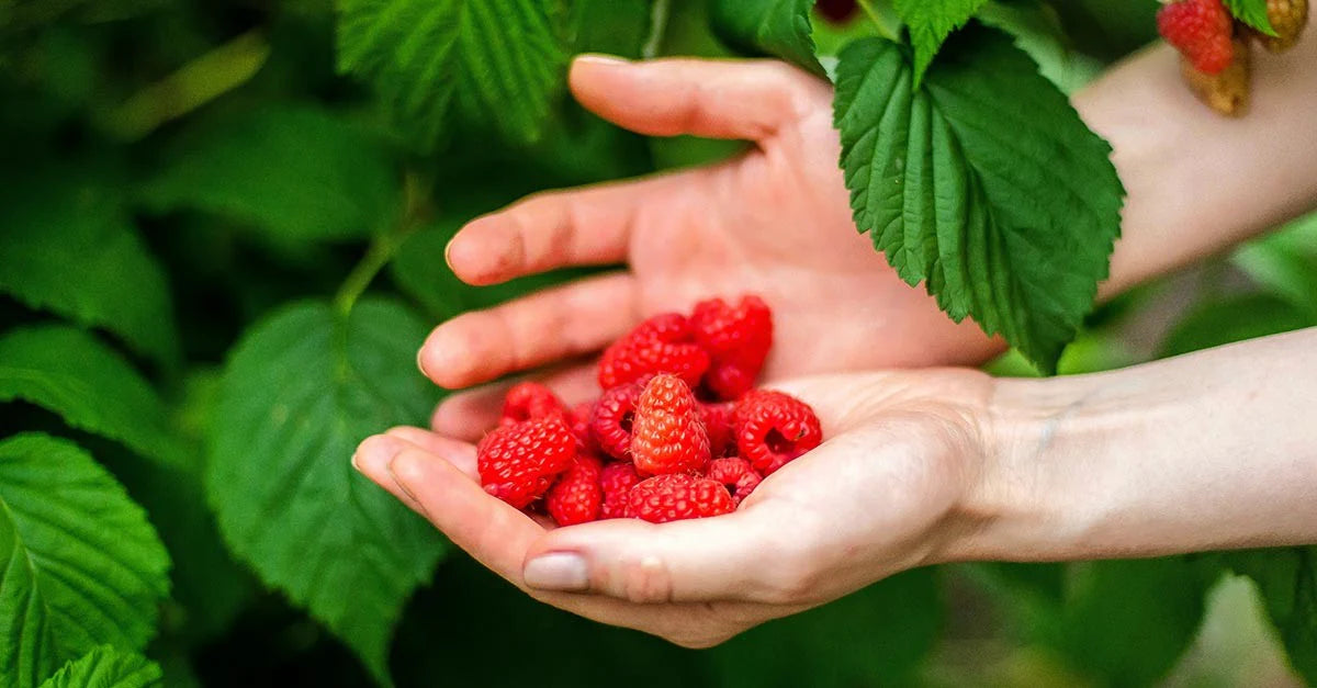 Raspberry Ketones: The Sweet Way to Weight Loss? - Health Hispanica ...